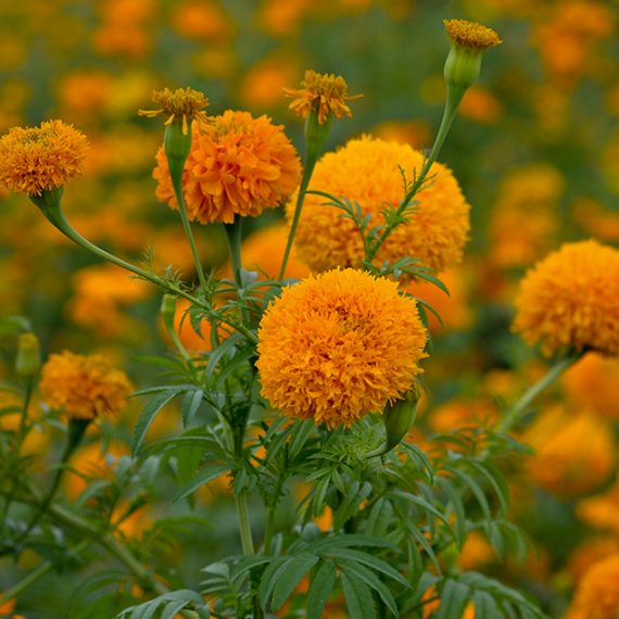 Anticongelante para plantas | TEMPROL